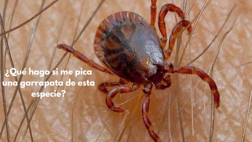 Te contamos qué hacer ante la picadura de una garrapata